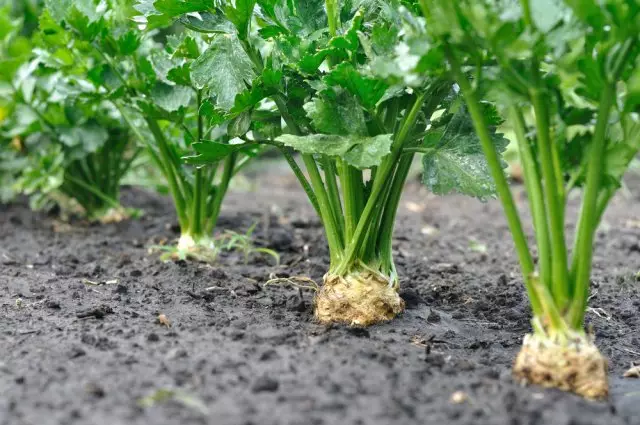 Root seller kasvav ja hooldus