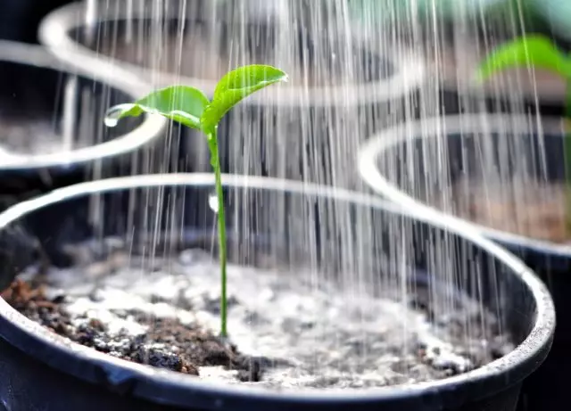 پانی کی seedlings.