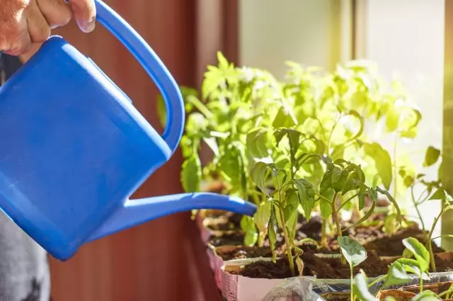 Sous-échies de plants