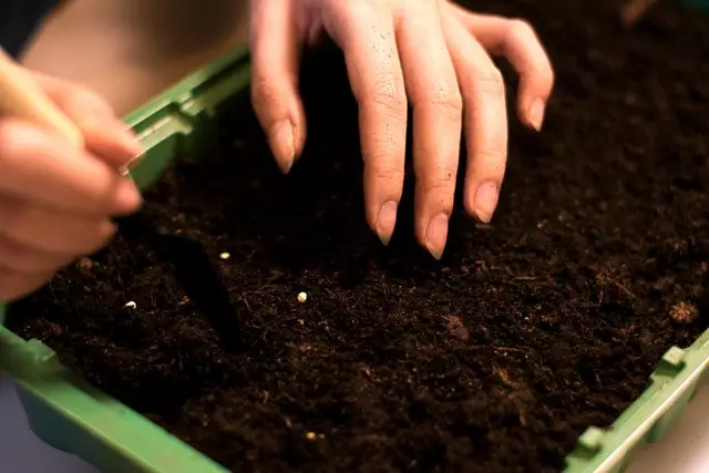 Soil for seedlings