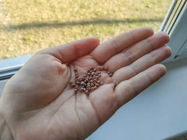 Seeds of radish