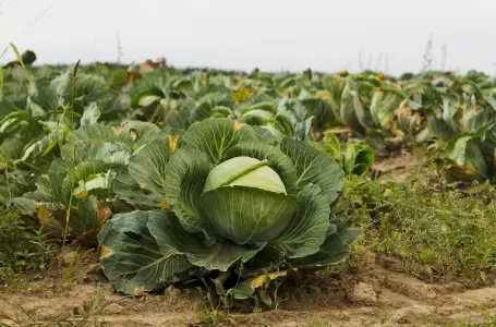 Violetinės daržovės - karališkosios spalvos ne tik gėlių lovoms 4890_9