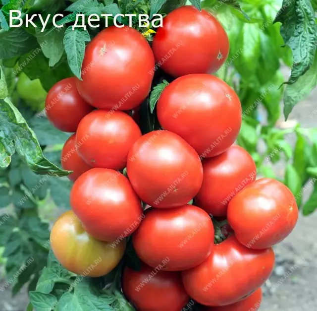 Bolalikdagi pomidorning ta'mi