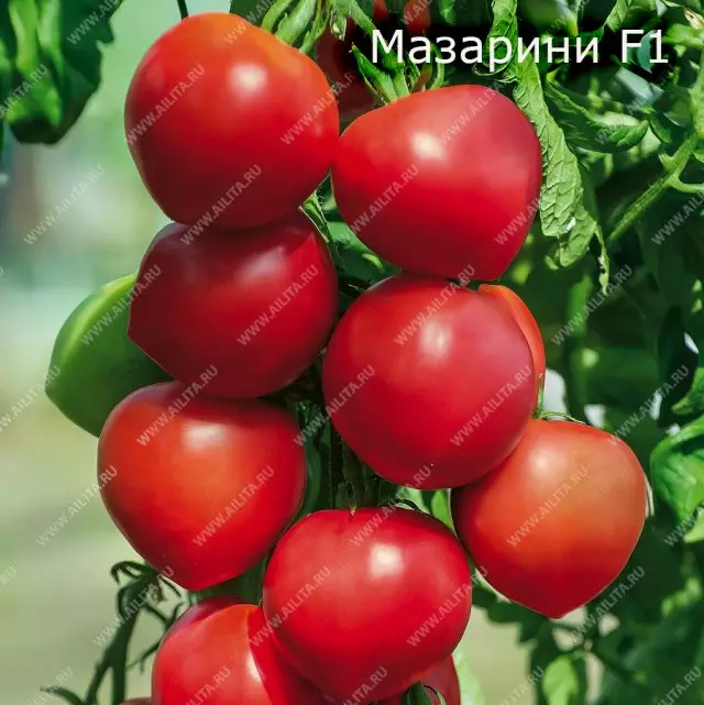 עגבניות מעזאריני