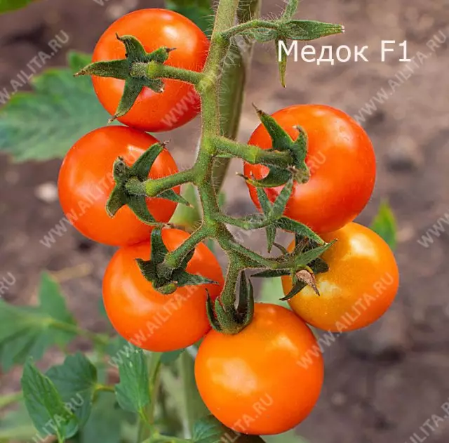 עגבניות Medoca.