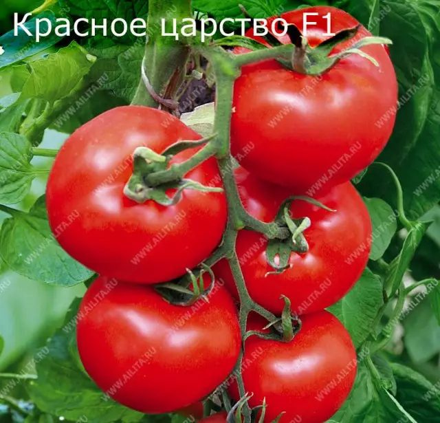 Teyrnas goch tomato