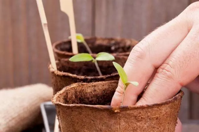 20 articoli obbligatori che ogni giardiniere deve esibirsi 4902_13