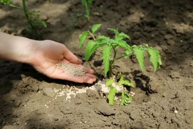 සෑම ගෙවතු වගාකරුවෙකුම කළ යුතු අනිවාර්ය අයිතම 20 ක් 4902_37