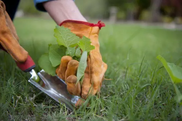 20 articoli obbligatori che ogni giardiniere deve esibirsi 4902_53