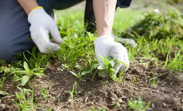 20 Kötelező elemek, amelyeket minden kertésznek végre kell hajtania 4902_55