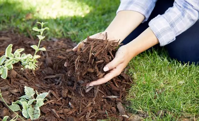 20 articoli obbligatori che ogni giardiniere deve esibirsi 4902_59