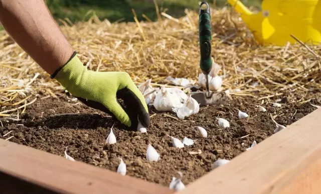 20 articoli obbligatori che ogni giardiniere deve esibirsi 4902_75