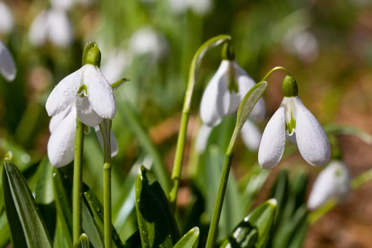 Snowdrop