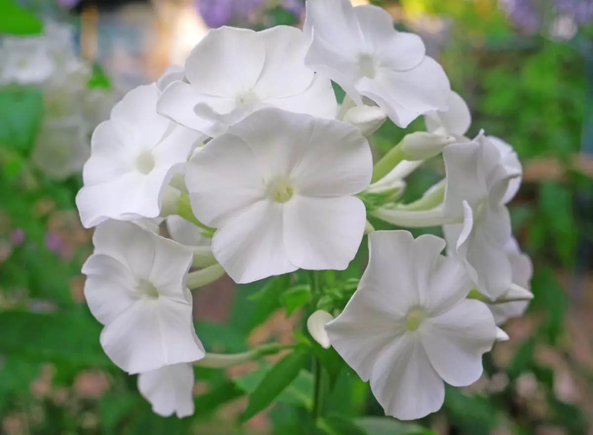 Phlox