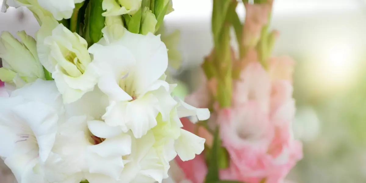 Gladiolus