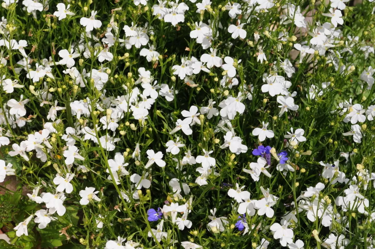 Lobelia