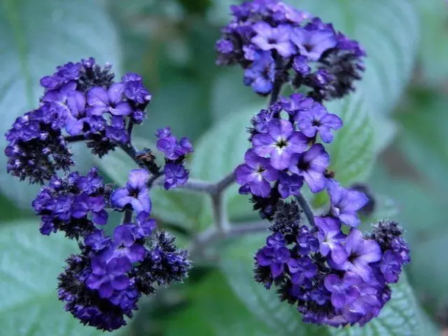 Heriotrope