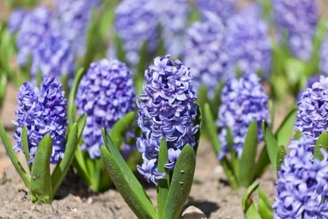 Hyacinths.