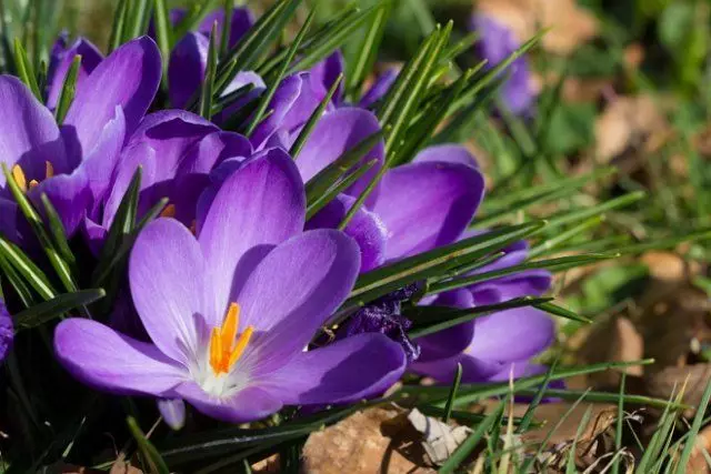 crocuses.