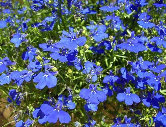 Lobelia