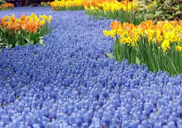 Muscari