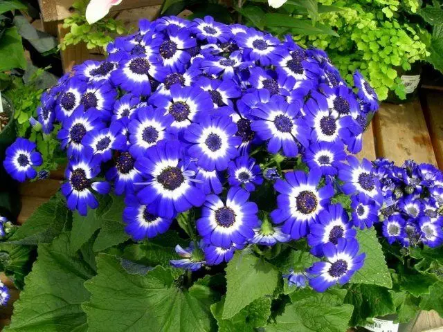 Cineraria