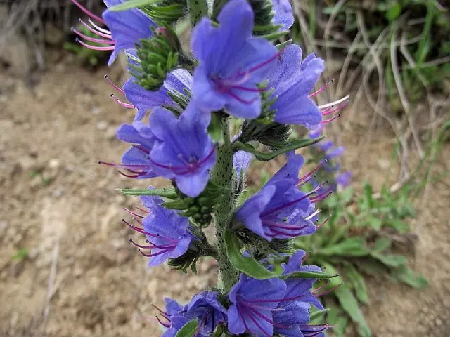 Կապտուզված սովորական