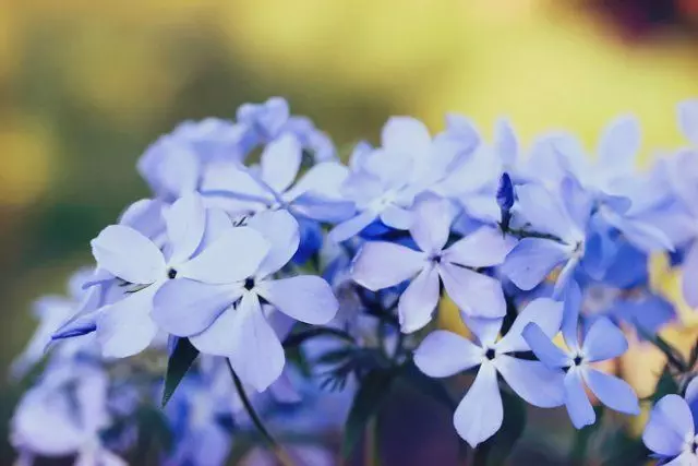 Phlox.