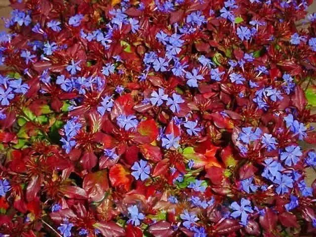 Ceratostigma