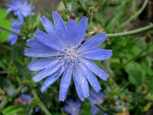 chicory.