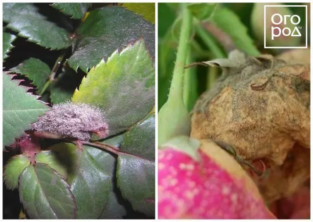 Pelēkā puve roze