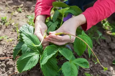 5 lertaĵoj, kiuj helpos pliigi strawberry-rikolton per 2-3 fojoj 490_15