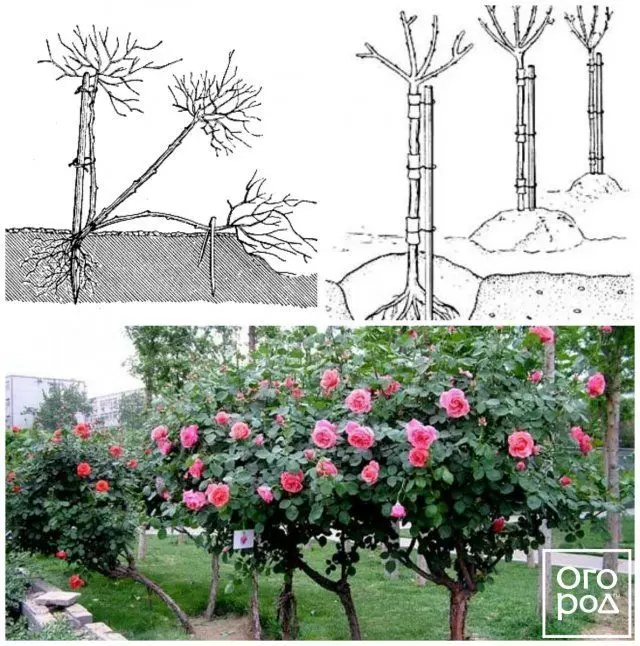 Hạ cánh của hoa hồng stambled