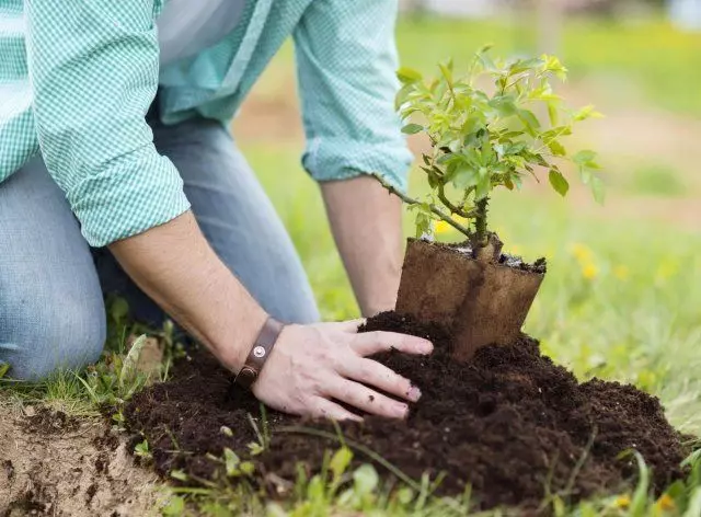 लॉंग लँडिंग potted