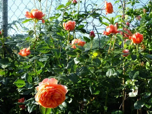 ರೋಸ್ ಬೇಸಿಗೆ ಹಾಡು.