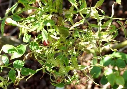 ரோஜாக்களின் வைரஸ் wilting