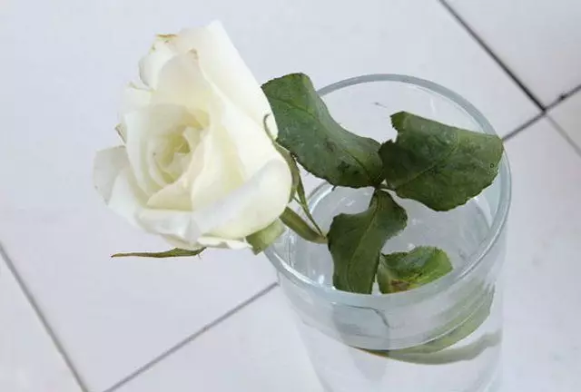 Rózsa üvegben