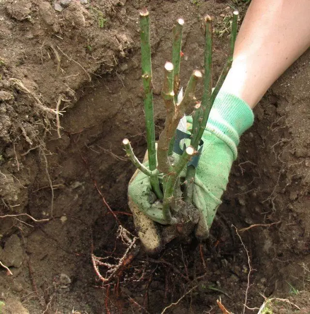 Na-agbago rose seedling