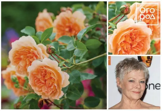 David Ausrin Rose Dame Judi Dench.