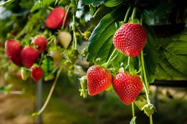 Φράουλα στον κήπο