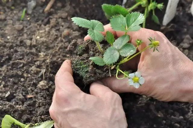 Transplantasi Strawberry.