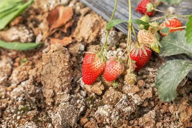 Morango do jardim