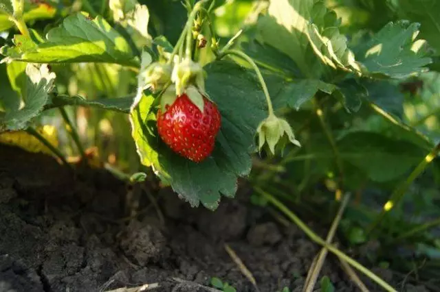 Dārza zemeņu uz zemes gabala