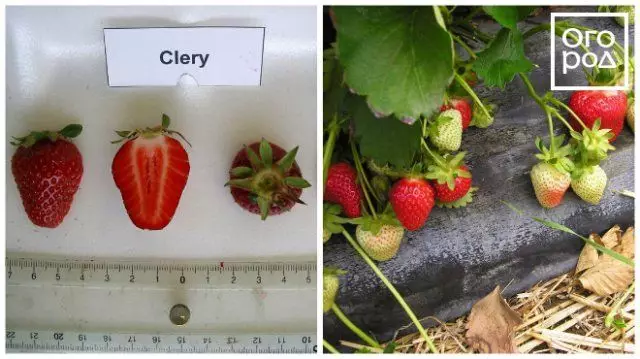 Clery Grade Strawberry.