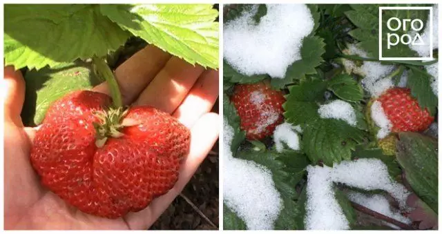 Strawberry zitandukanye Umwamikazi Elizabeth II