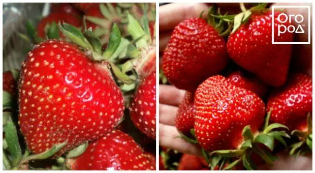 Strawberry Różnorodność Olbia.