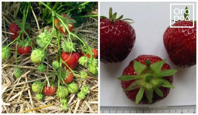 Varietas Strawberry Elasanta.