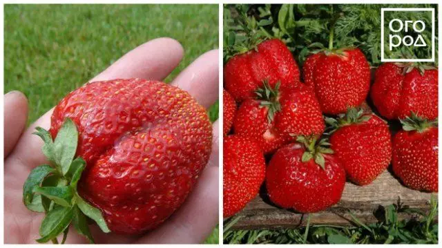 Strawberry Giantela