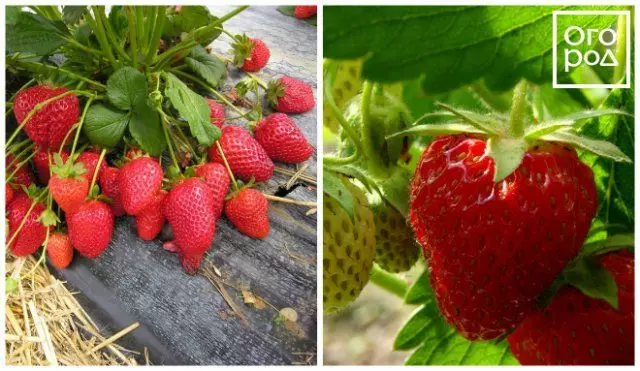 Varietas strawberry berlian