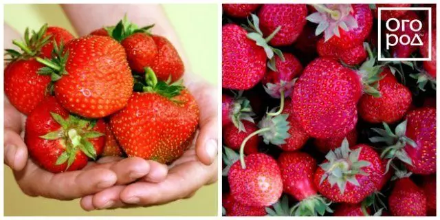 Strawberry Ducat varietate